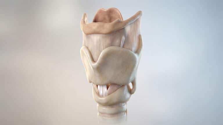 Anatomie larynx : structure, cartilages et fonctionnement - Curo