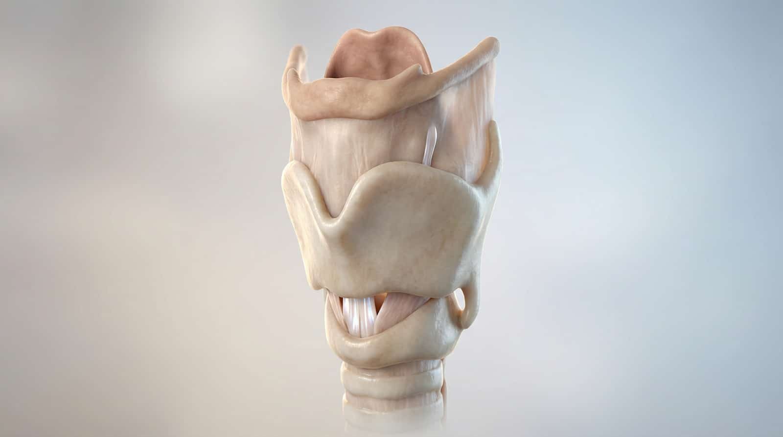 Anatomie larynx : structure, cartilages et fonctionnement - Curo
