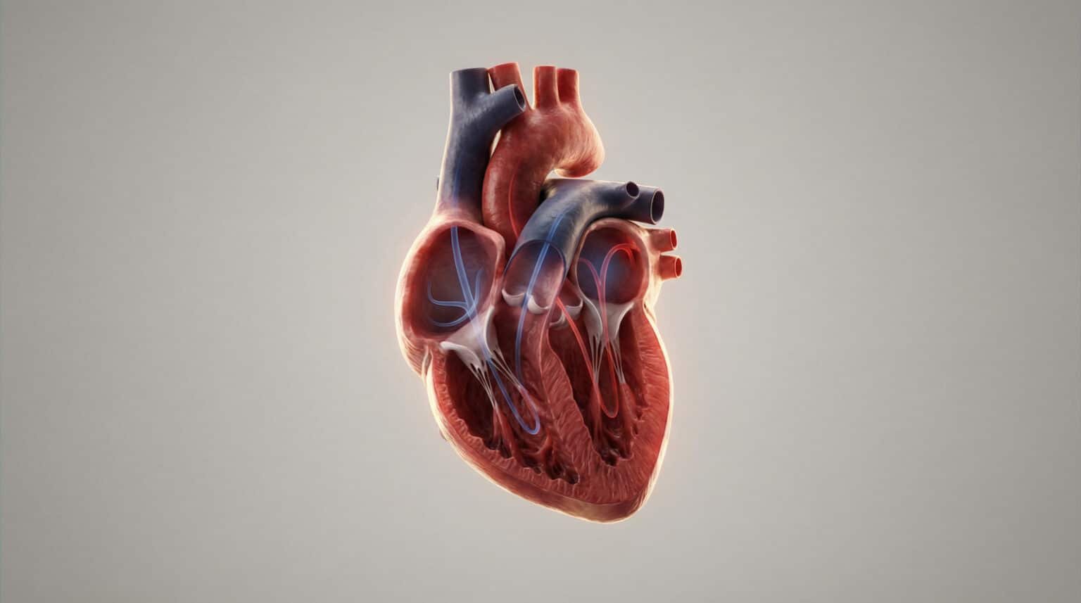 Anatomie du cœur : structure, cavités et fonctionnement - Curo